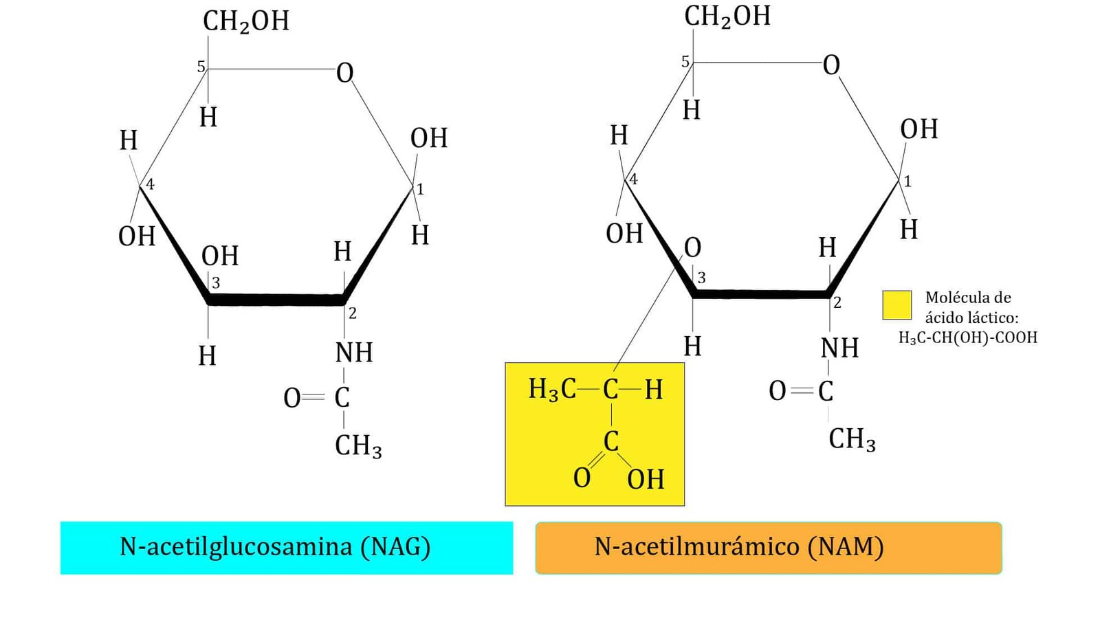Peptidoglicano: qué es, estructura y síntesis | Bacterias