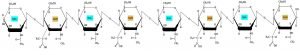 Peptidoglicano: qué es, estructura y síntesis | Bacterias