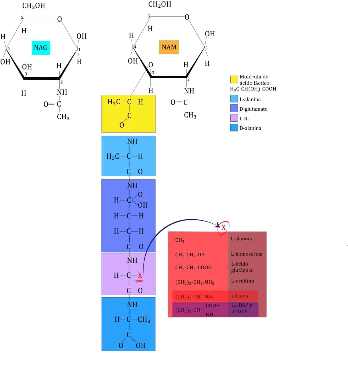 Peptidoglicano: qué es, estructura y síntesis | Bacterias